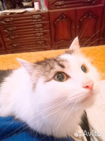 Кот Степан ищет дом