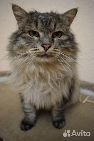 Кот Соломон 1 год в добрые руки