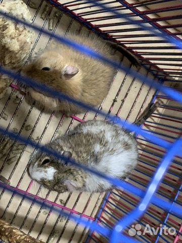 Белки цветные дегу (с родословной)