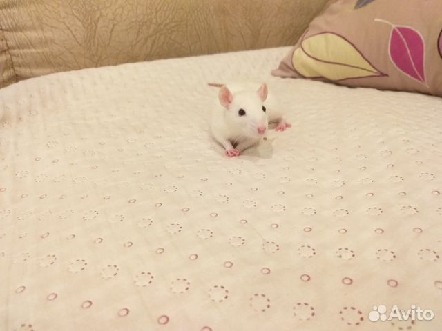 Мышонок в добрые руки