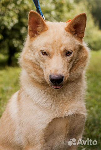 Невероятной красоты лайка ждёт именно Вас