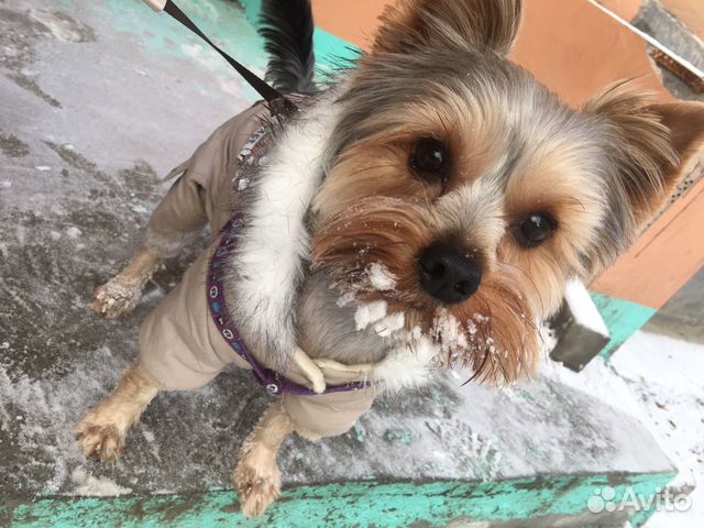 Симпатичный молодой Йорк (Вязка)