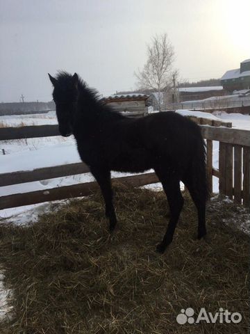 Продам жеребёнка