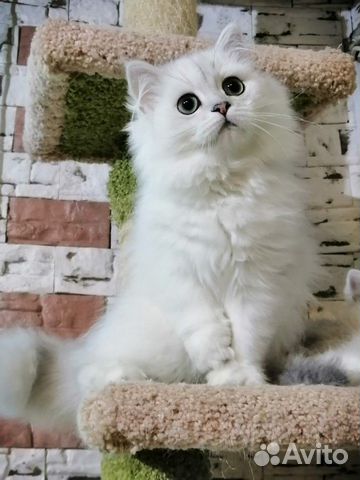 Британская длинношерстная серебристая шиншила