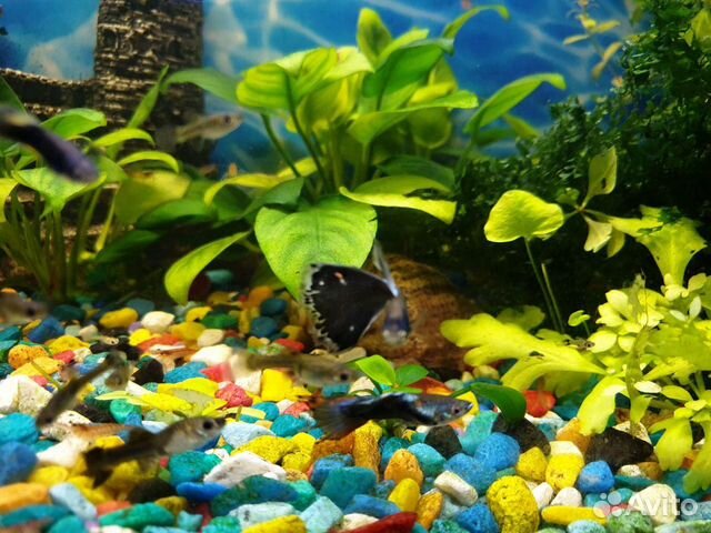 Гуппи, креветки, мох, акв. растения, улитки