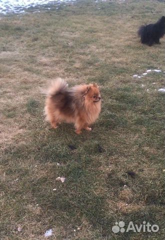 Продаются взрослые шпицы и щенки