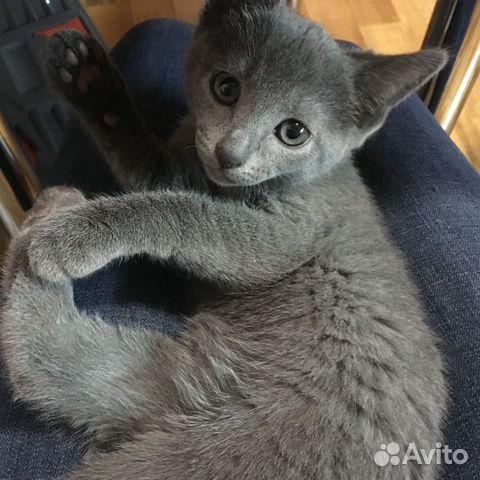 Русская голубая