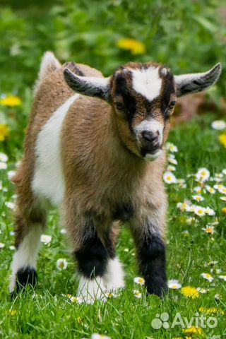 Продаются Альпийские козлята