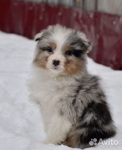 Австралийская Овчарка аусси