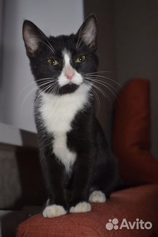 Котята в офисном дресс-коде (кошка, кошки