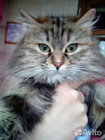 Кошка Мишка