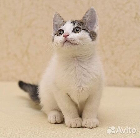 Лева, 2 мес, в дар