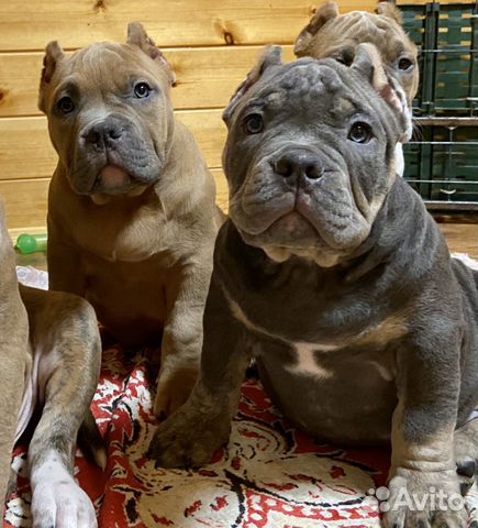 Щенки Американского булли