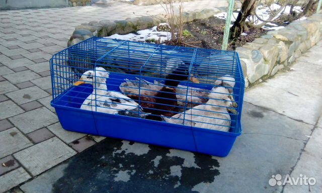 Продам уток