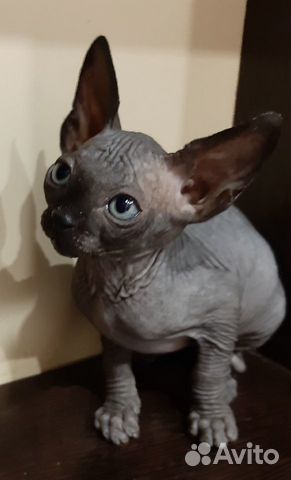 Канадский сфинкс