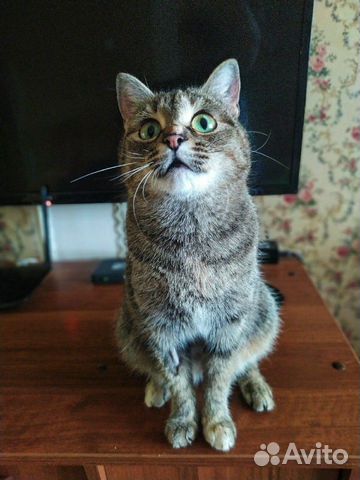 Кошка