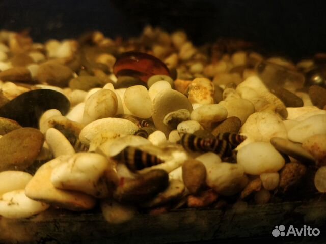 Улитки хилена