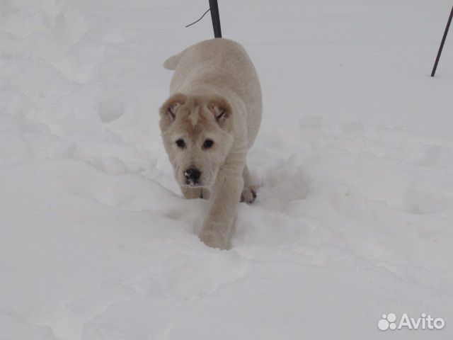 Среднеазиатская овчарка