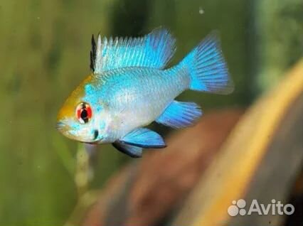 Апистограмма Электрик Блю 2,5 см