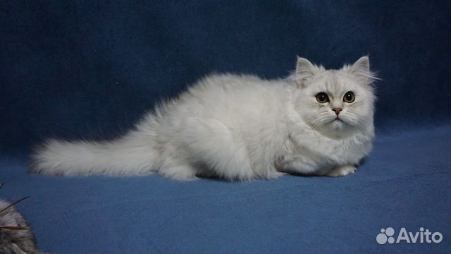 Серебряный прайд
