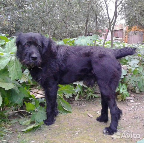 Мальчик крупных размеров