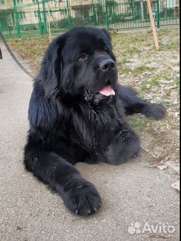 Ньюфаундленд вязка