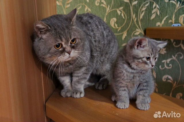 Британские котята