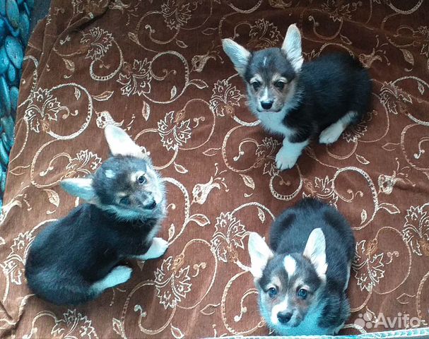 Коржики пемброк щенки