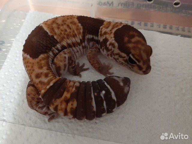 Гемитеконикс