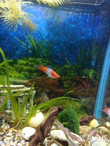 Меченосец санта - клаус