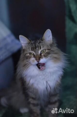 Кошка Шеба ищет дом