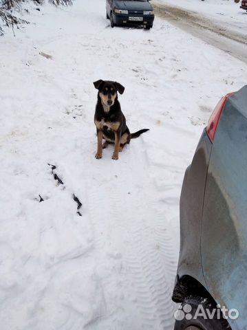 Щенок дымка в добрые руки