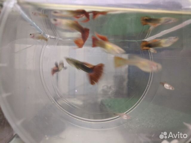 Аквариумные рыбки гуппи мальки и подростки
