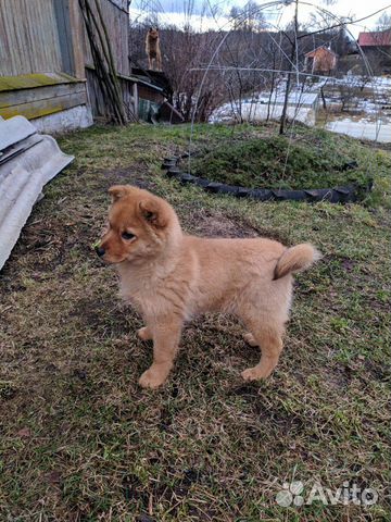 Карело-финская лайка