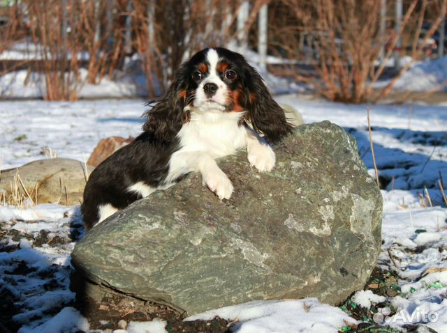 Милый кобелек Марсик