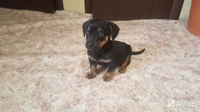 Такса