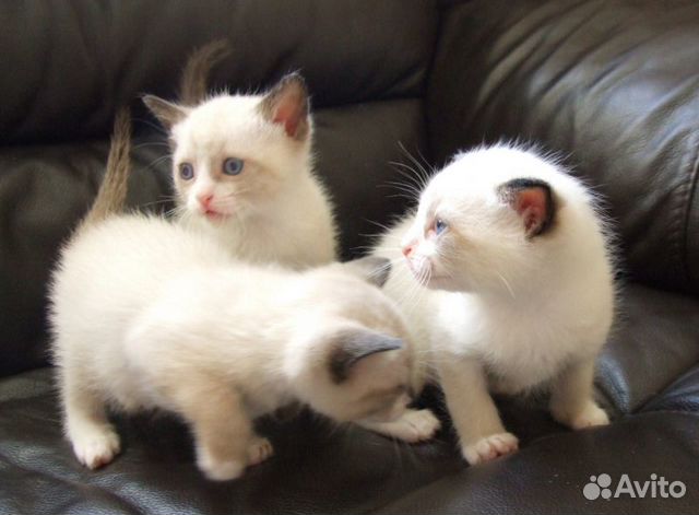 Сноу-шу снежная туфелька