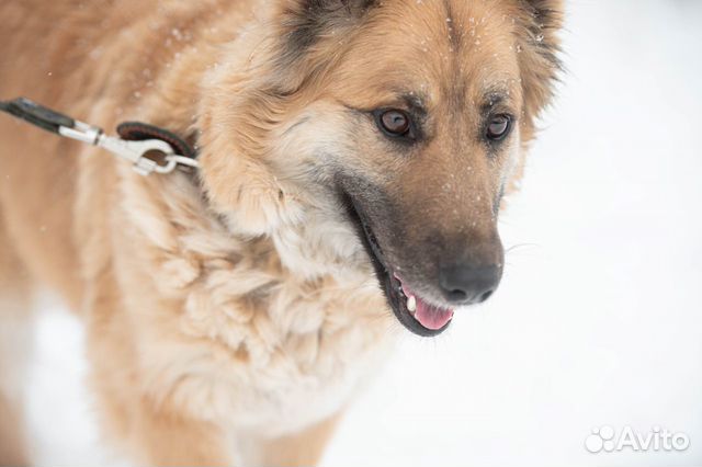 Деловая рыжуля Плюша в поисках дома, из приюта