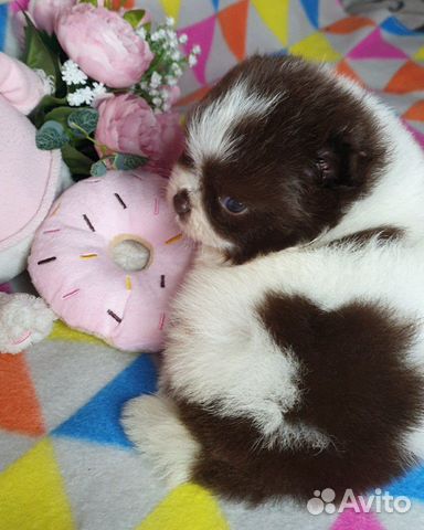 Кукольный, плюшевый медвежонок медвежьего типа