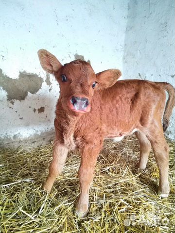 Тёлочка от швицкой коровы