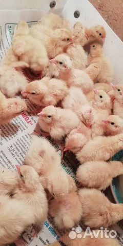 Техассы перепелята