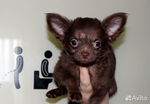 Чихуахуа - чихуахуович