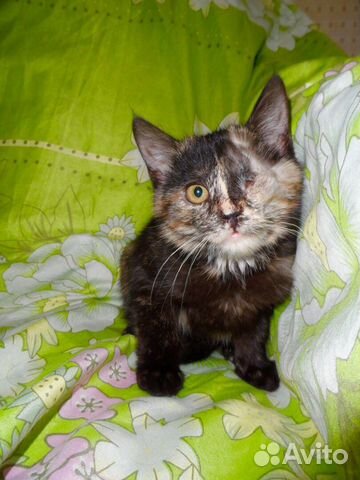 Котята « Особенная Шоколадка» в дар в добрые руки