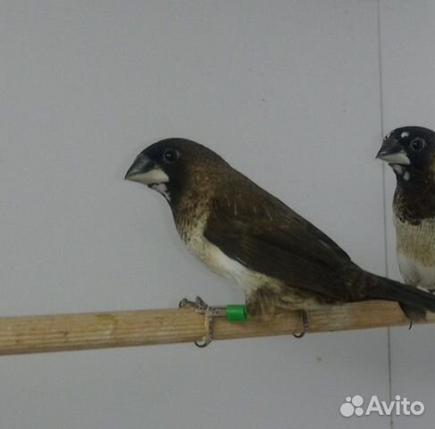 Японская амадина птицы