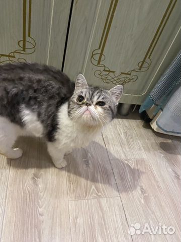 Экзотическая киска ищет жениха