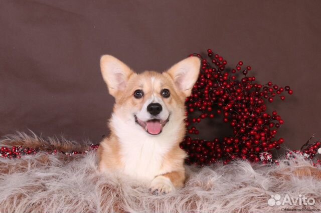 Девочки-подростки Вельш корги пемброк