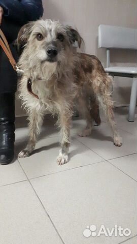 Олива в добрые руки