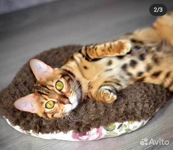 Шикарные контактные бенгалы из питомника