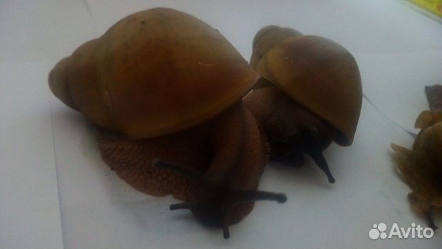 Улитка Архахатина эктерика (кросс Ривер)