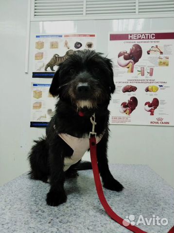 Ищет дом не крупная собачка Глаша